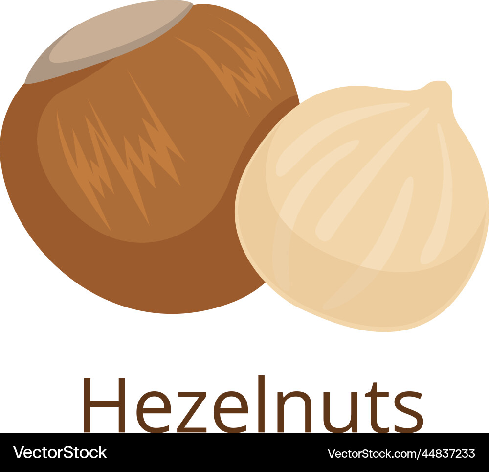 Hazelnut icon forest nut cartoon healthy snack Vector Image