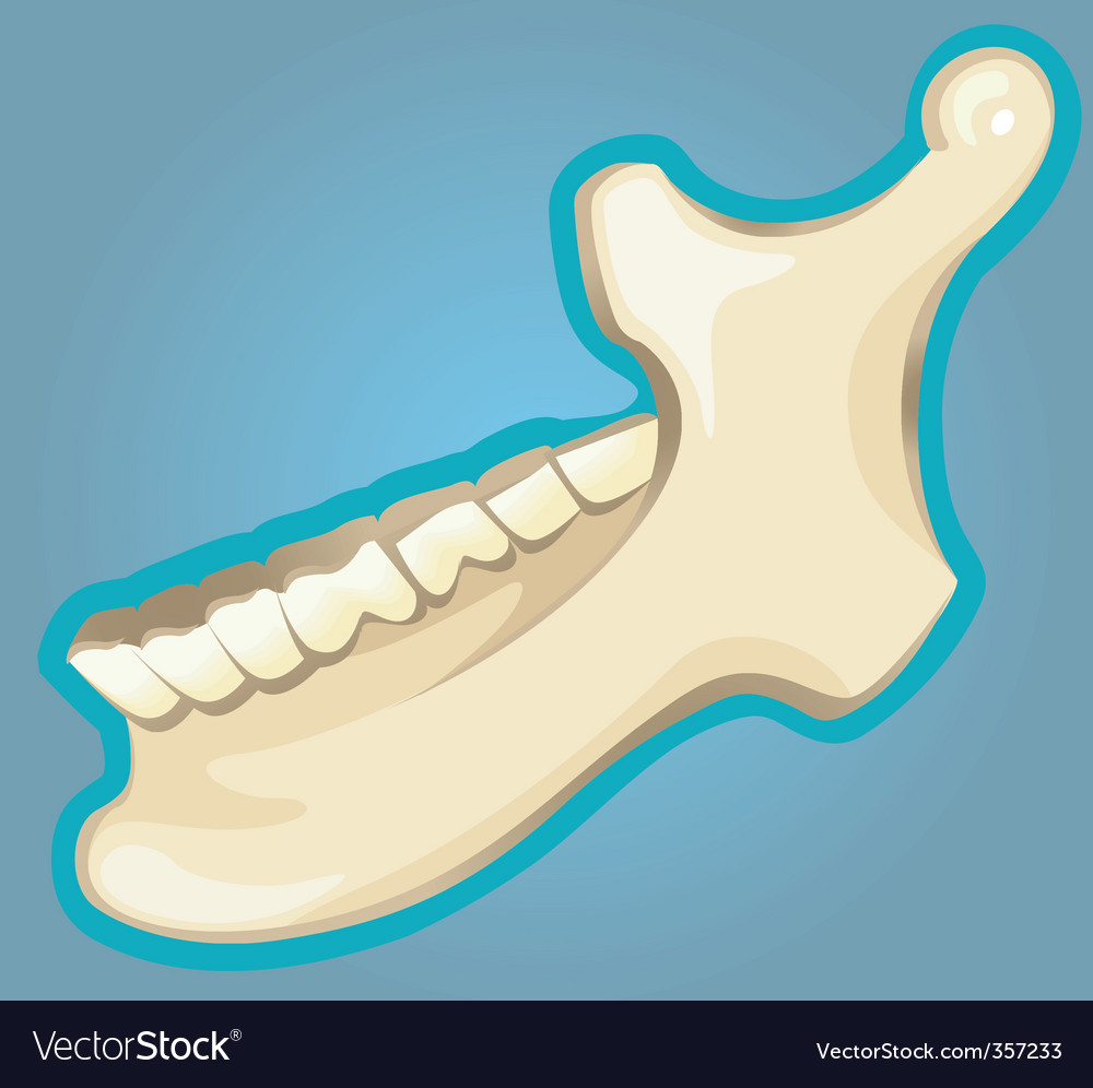 Jaws Royalty Free Vector Image - VectorStock