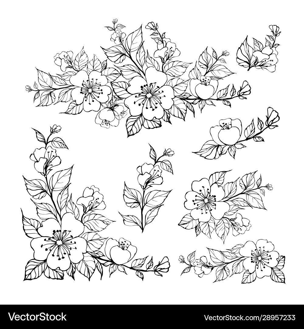 Set sakura flowers elements collection of Vector Image