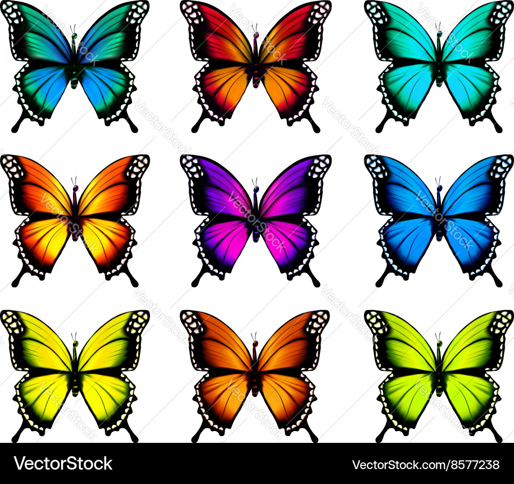 Collection colorful butterflies flying in Vector Image