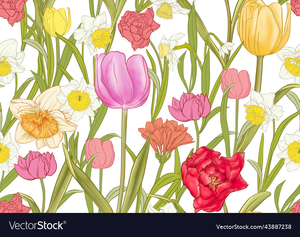 Daffodils and tulips flowers the early spring Vector Image
