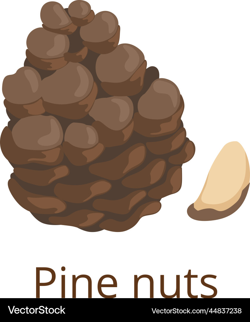 Pine nut icon cartoon healthy raw seed Royalty Free Vector
