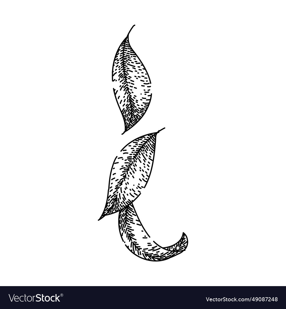 Chicken curry sketch hand drawn Royalty Free Vector Image Chicken curry sketch hand drawn Royalty Free Vector Image