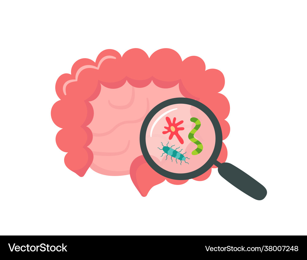 Small and large human intestine magnifier gut Vector Image