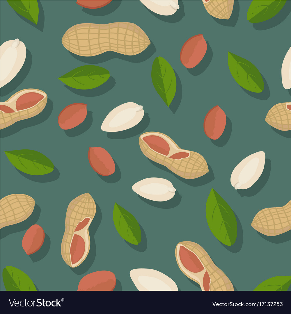 Peanut seamless pattern Royalty Free Vector Image
