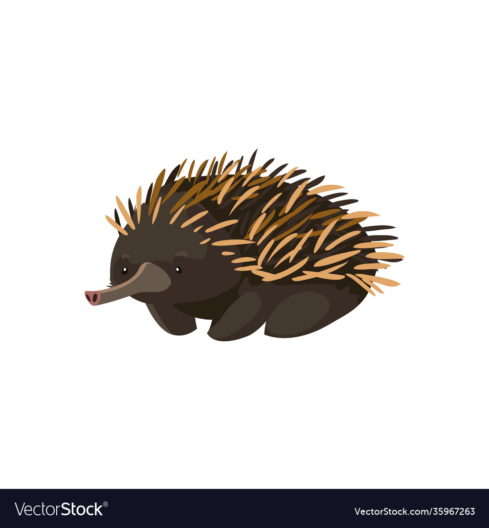 Echidna portrait wild australian animal Royalty Free Vector