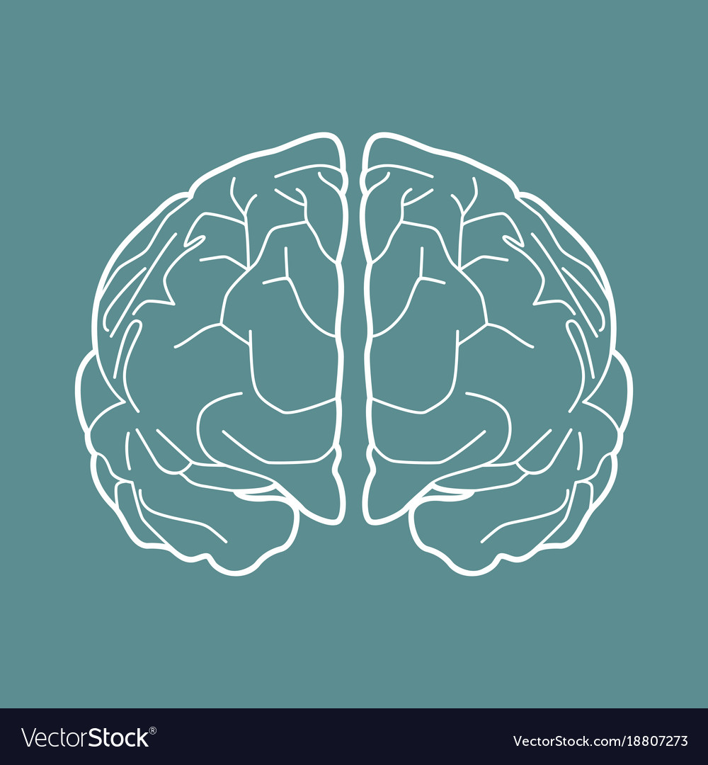 Brain Royalty Free Vector Image - VectorStock