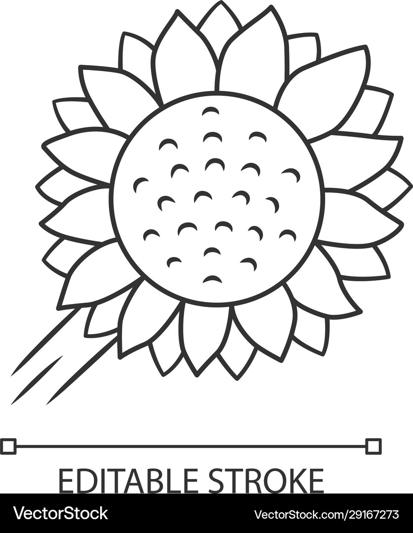 Helianthus linear icon sunflower head field Vector Image