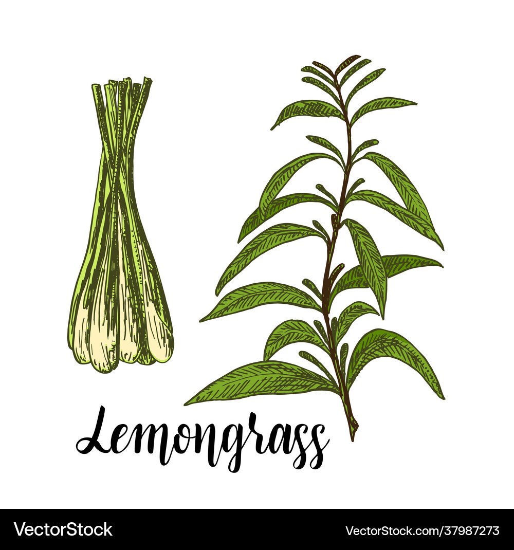 Lemongrass color set hand drawn Royalty Free Vector Image