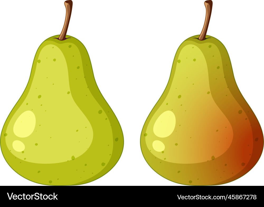Ripe pear and green pear Royalty Free Vector Image