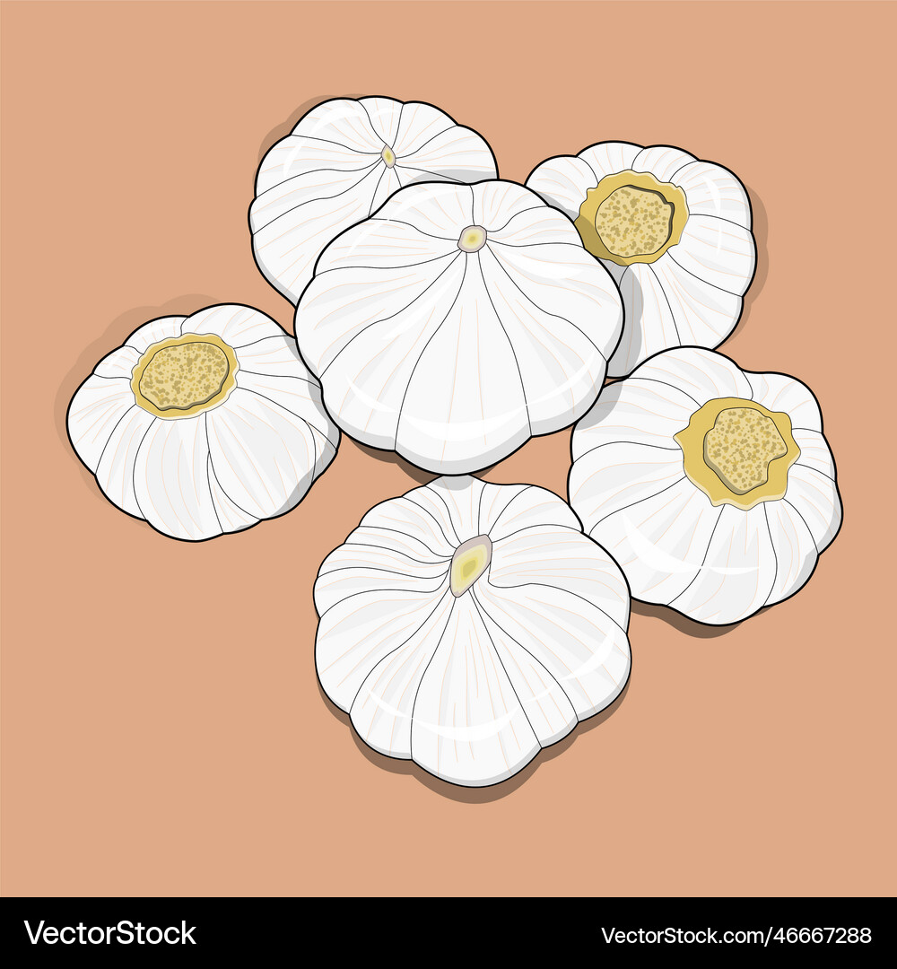 Five garlic with the shapes still intact Vector Image