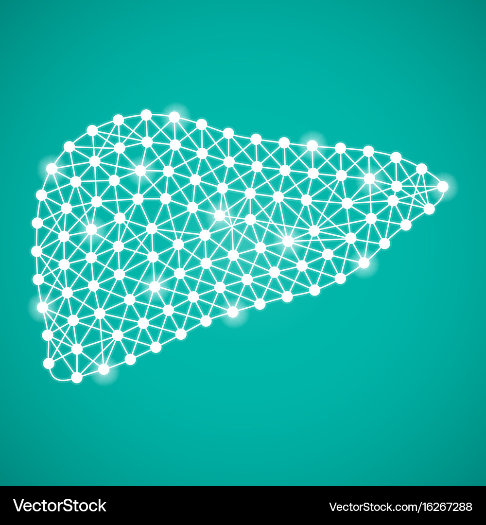 Human liver isolated on a green background Vector Image