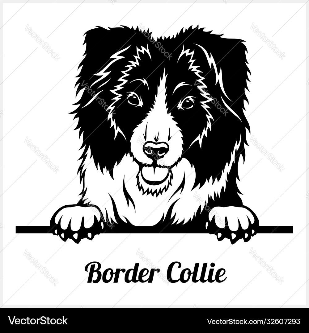 Border collie - peeking dogs - breed face head Vector Image