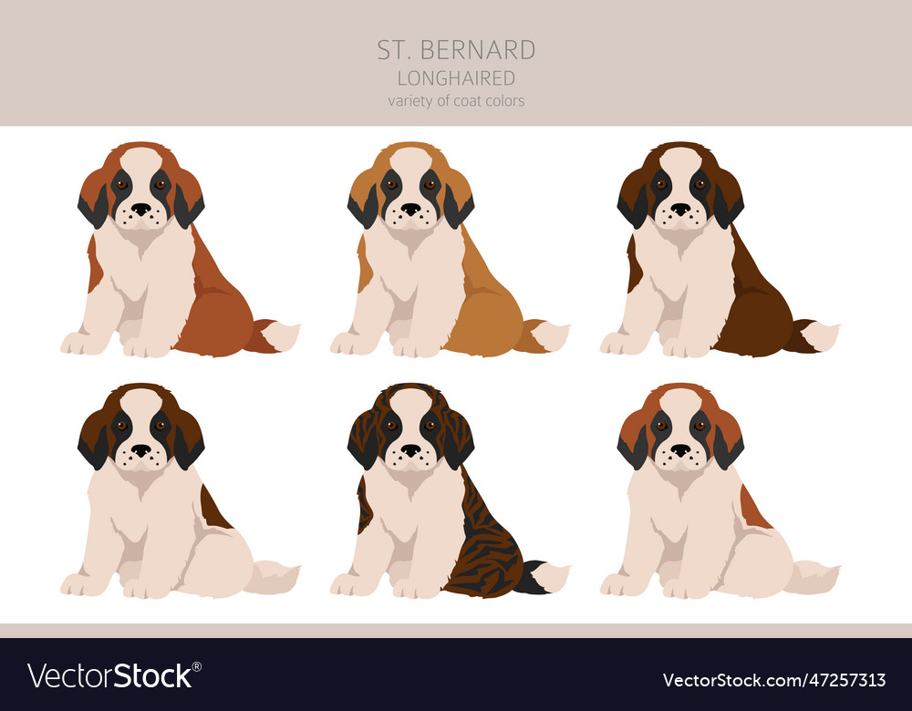 St bernard puppy coat colors different poses Vector Image