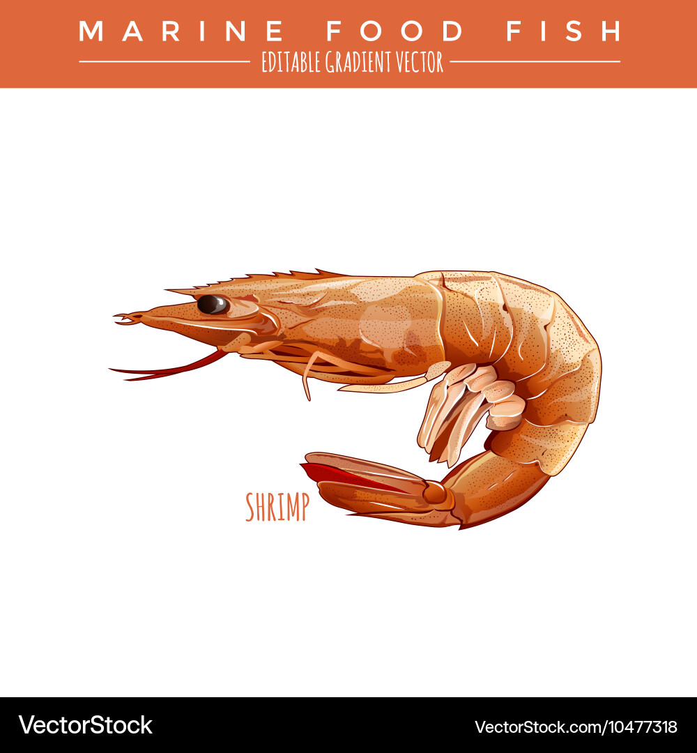 Cooked shrimp marine food fish Royalty Free Vector Image