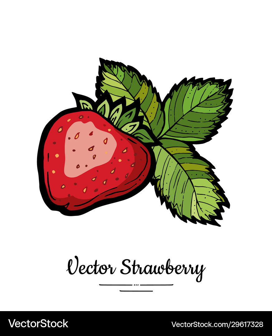 Strawberry isolated red berry hand drawn Vector Image
