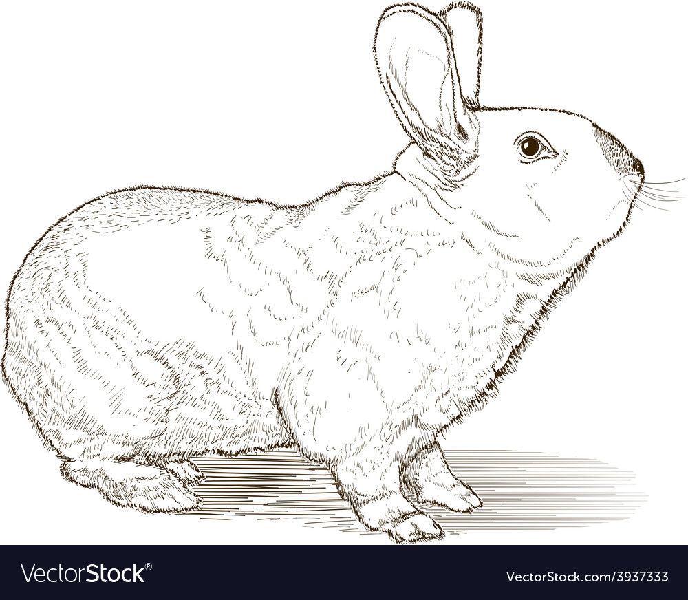 Rabbit Royalty Free Vector Image - VectorStock