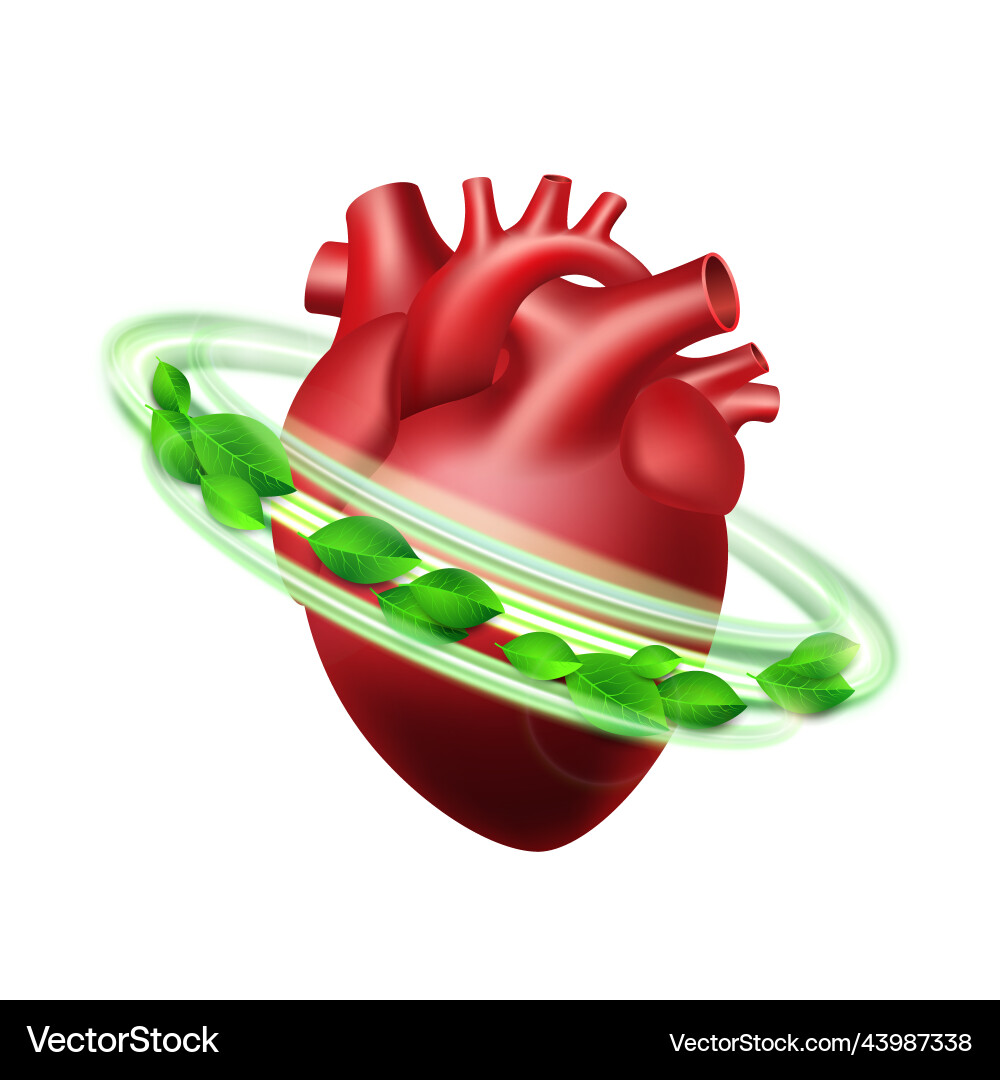Healthy human heart in green protective circle Vector Image