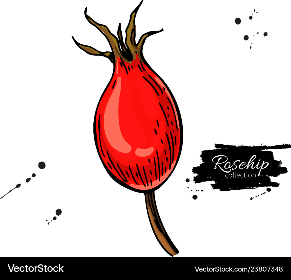 Rosehip drawing isolated berry branch Royalty Free Vector