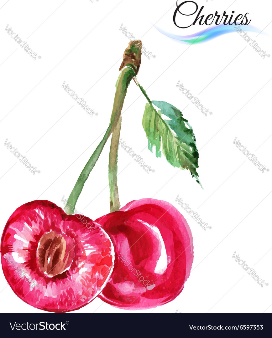 Cherries Royalty Free Vector Image - VectorStock
