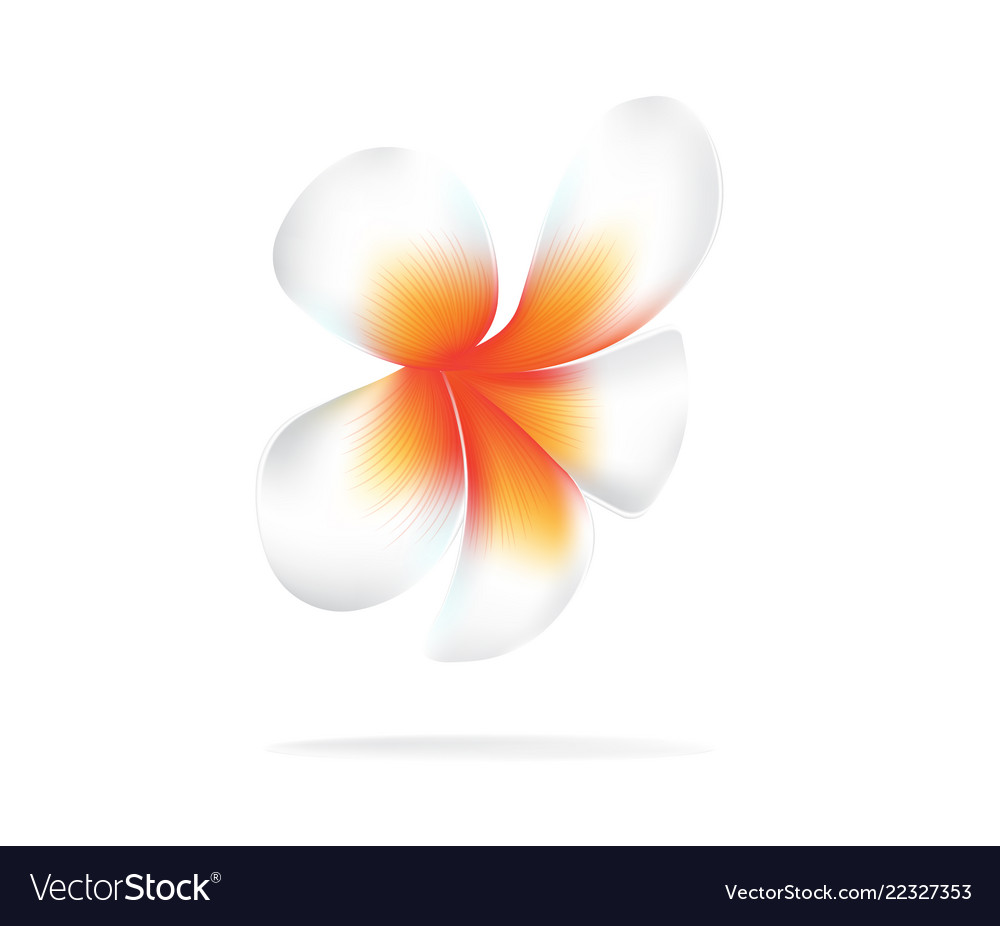 Hawaii flower frangipani white plumeria Royalty Free Vector