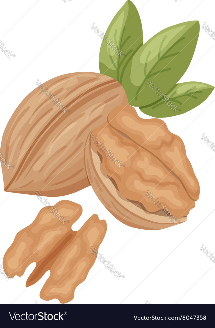 Walnut Royalty Free Vector Image - VectorStock