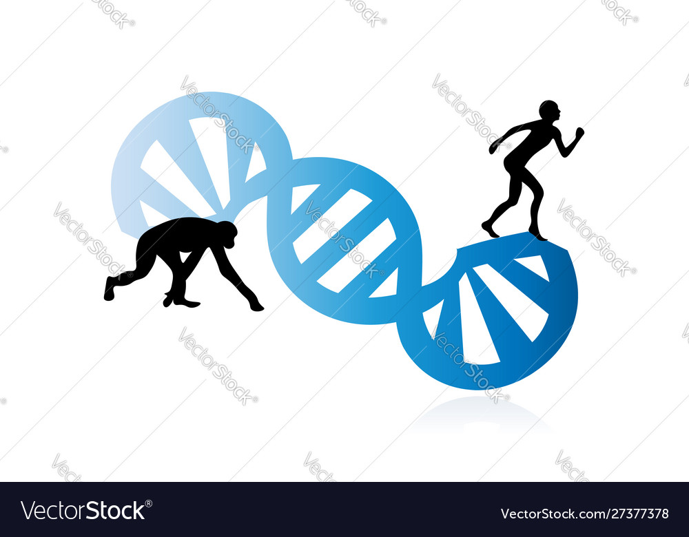 Evolution species Royalty Free Vector Image - VectorStock
