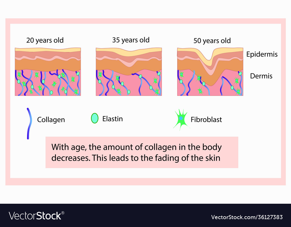 Structure cells Royalty Free Vector Image - VectorStock