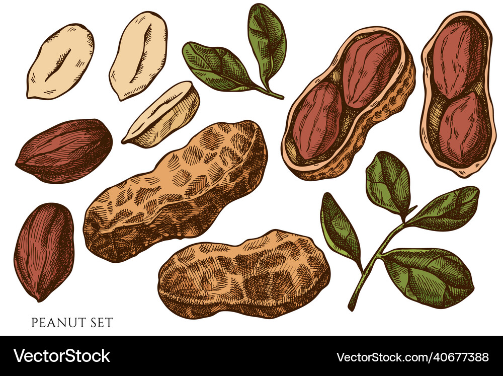 Set of hand drawn colored peanut Royalty Free Vector Image