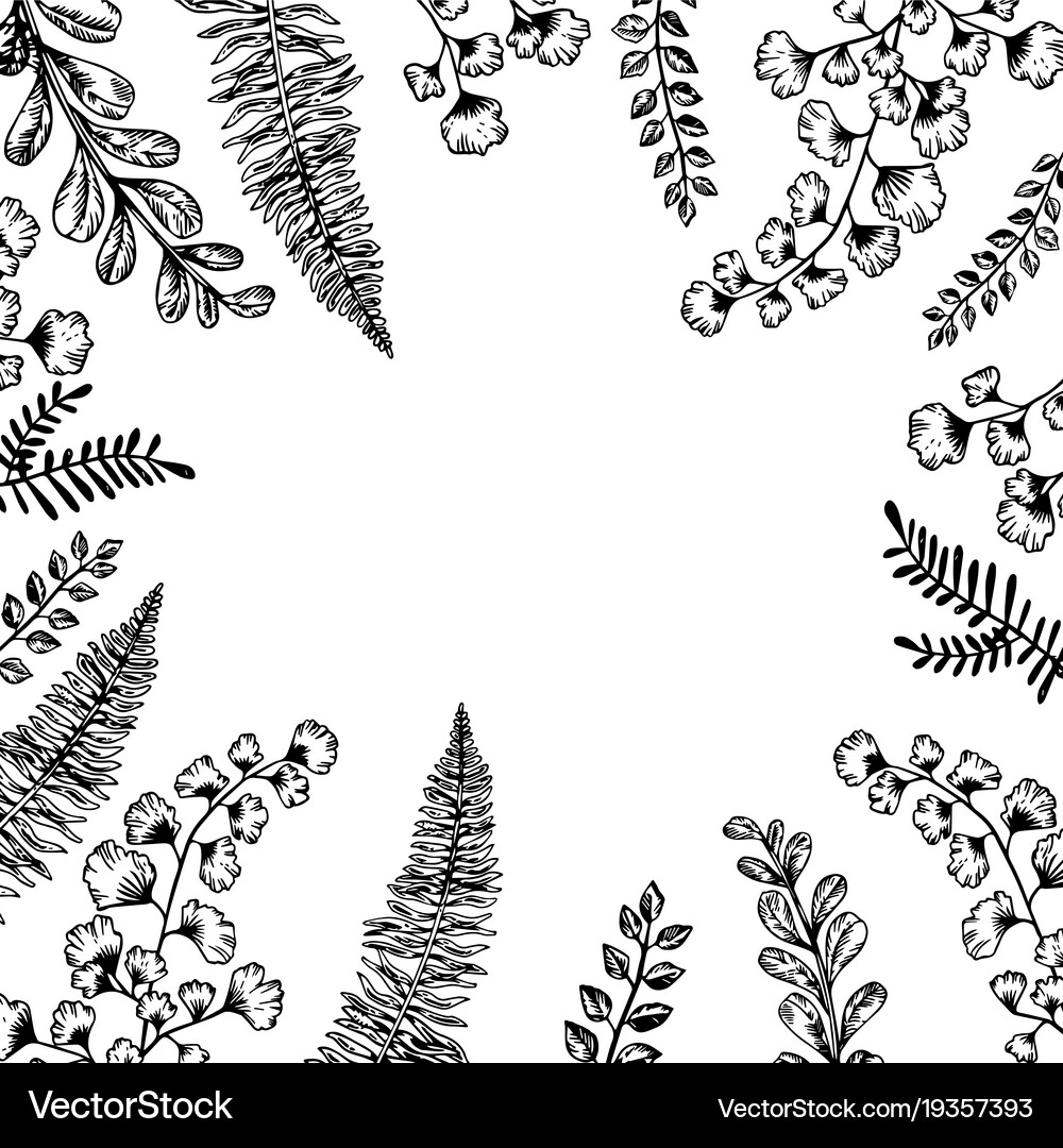 Leaves of plants engraving Royalty Free Vector Image