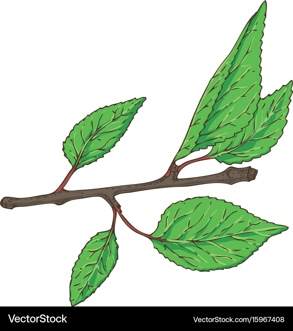Apricot branch with green leaves Royalty Free Vector Image