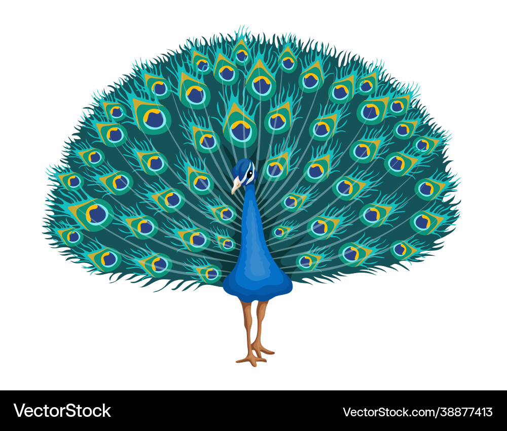 Peacock beauty tropical bird on a white Royalty Free Vector