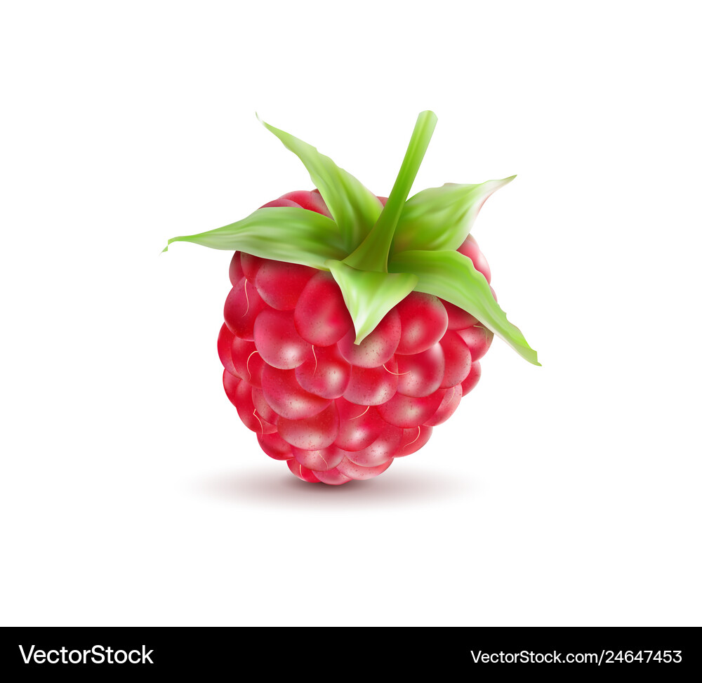 Ripe raspberries isolated on white background Vector Image