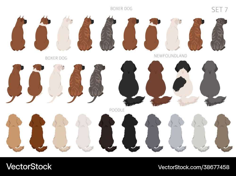 Sitting dogs backside clipart rear view Royalty Free Vector
