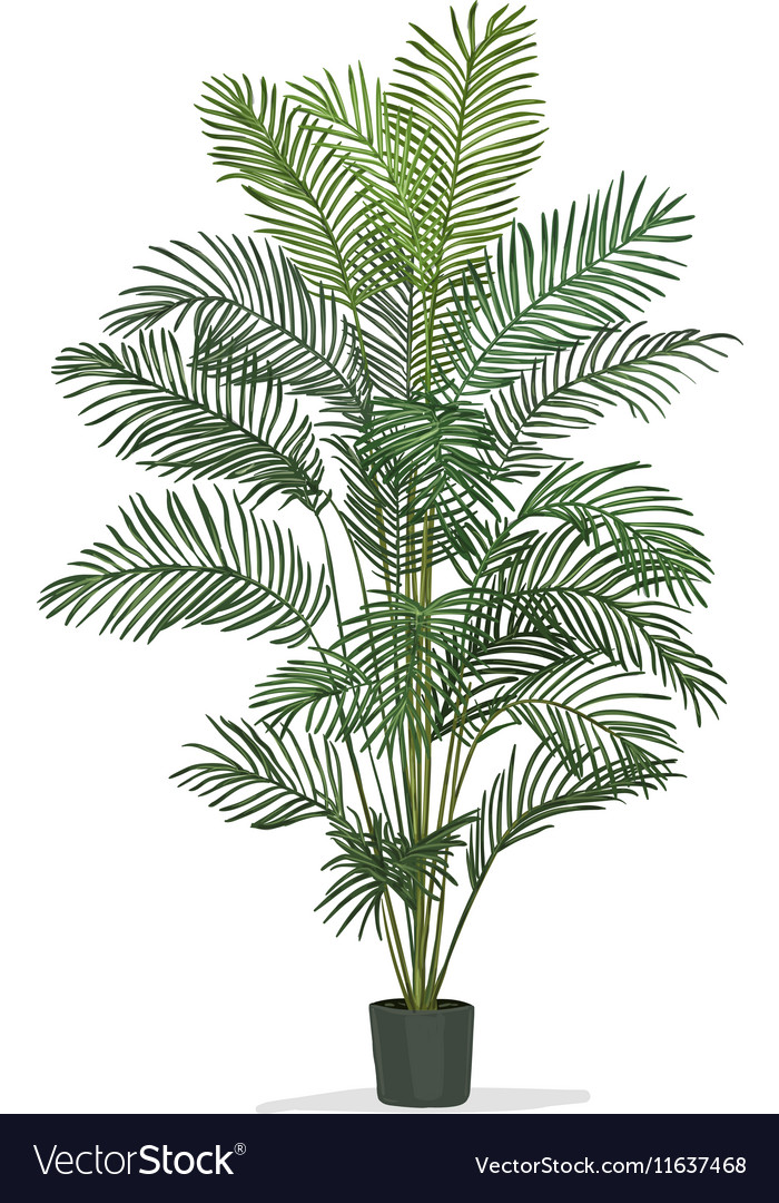 Hand drawn palm tree Royalty Free Vector Image Hand drawn palm tree Royalty Free Vector Image