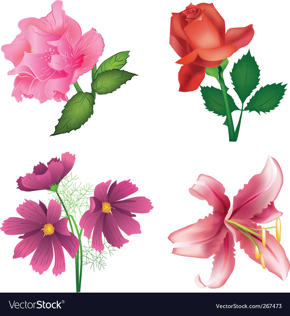 Flowers set Royalty Free Vector Image - VectorStock