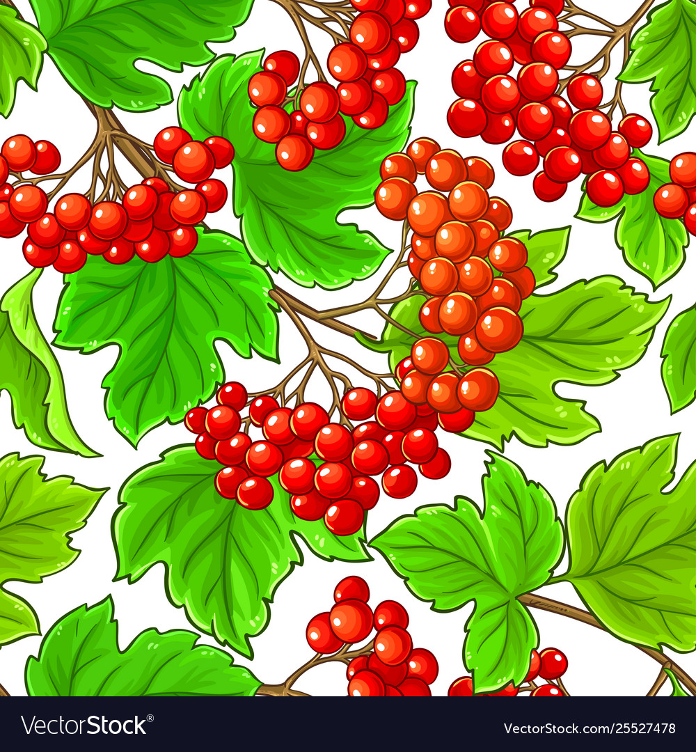 Guelder Rose Drawing