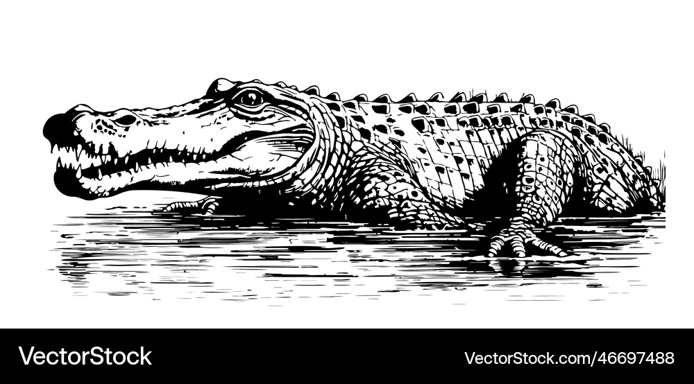 Crocodile sketch hand drawn in doodle style Vector Image