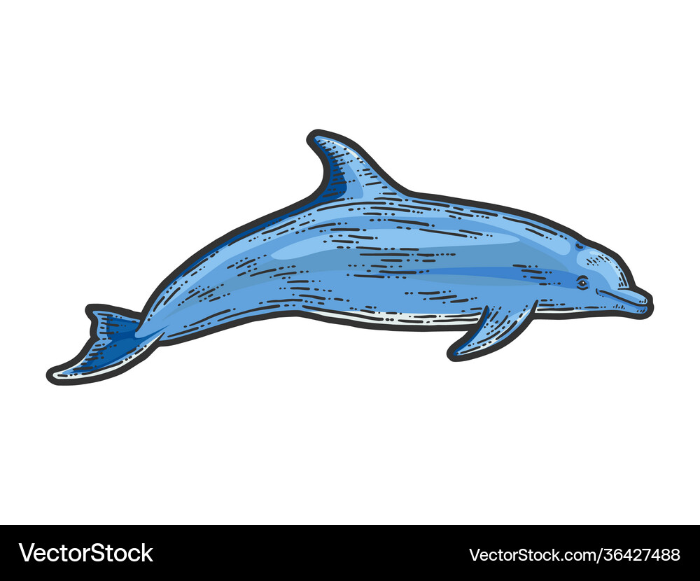 Dolphin isolated animal sketch scratch board Vector Image
