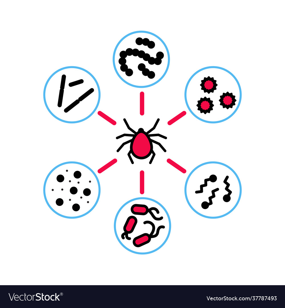 Diseases transmitted ticks diagram Royalty Free Vector Image