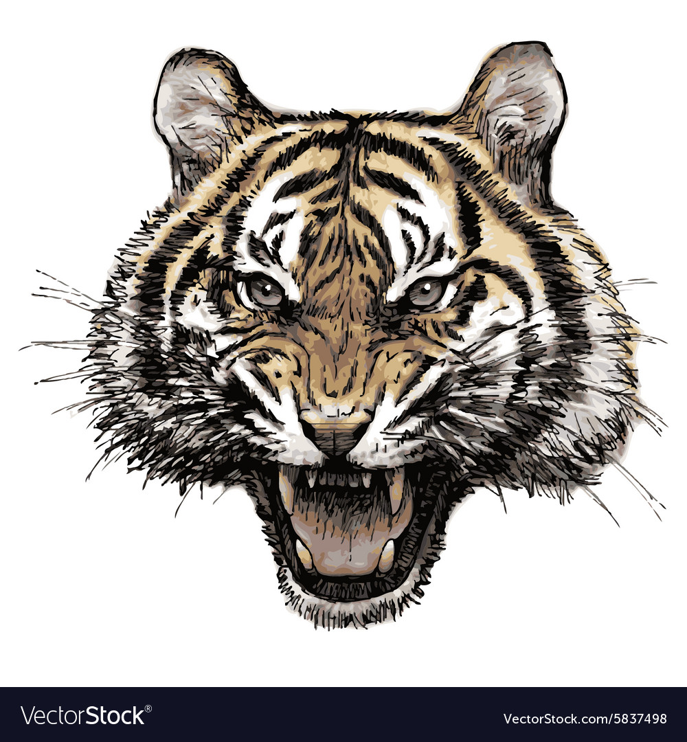 Tiger Royalty Free Vector Image - VectorStock