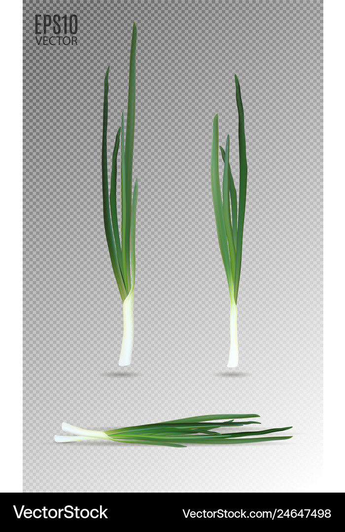 Young green onion set on transparent background Vector Image