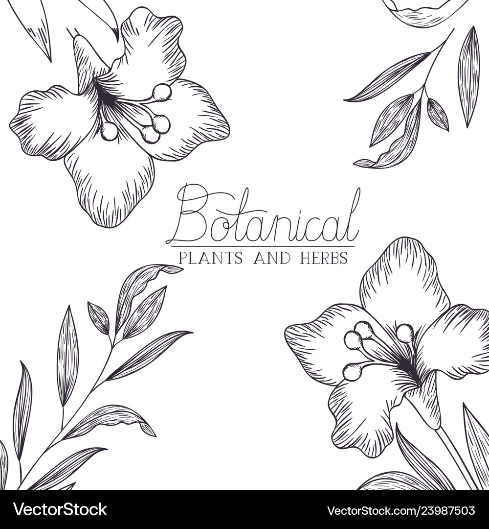 Botanical label with plants and herbs Royalty Free Vector