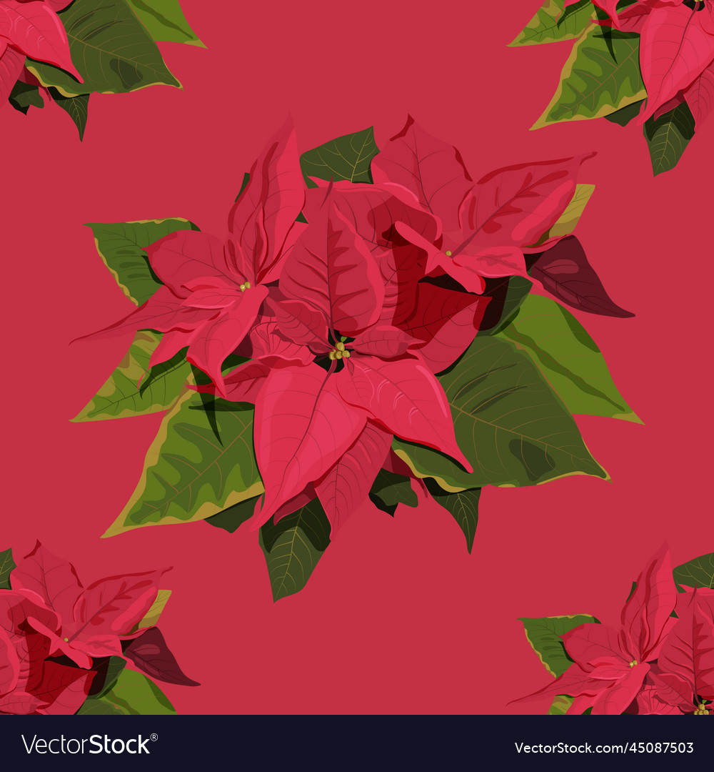 Red poinsettia flower christmas decoration Vector Image