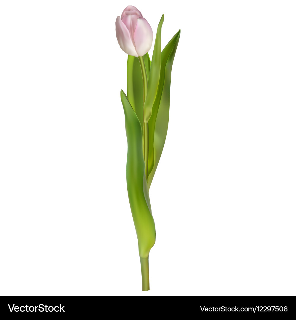 Pink tulip isolated on white eps 10 Royalty Free Vector