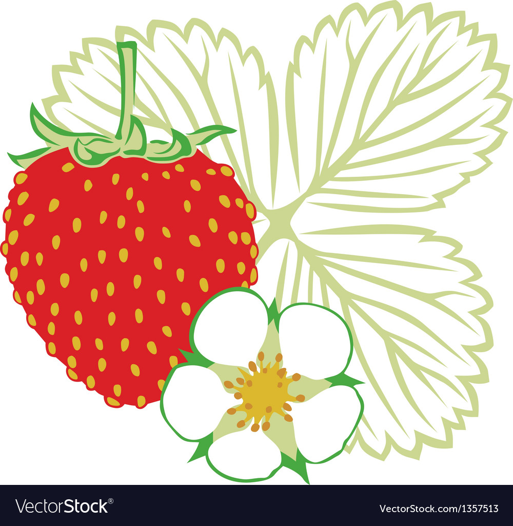 Strawberry Royalty Free Vector Image - VectorStock