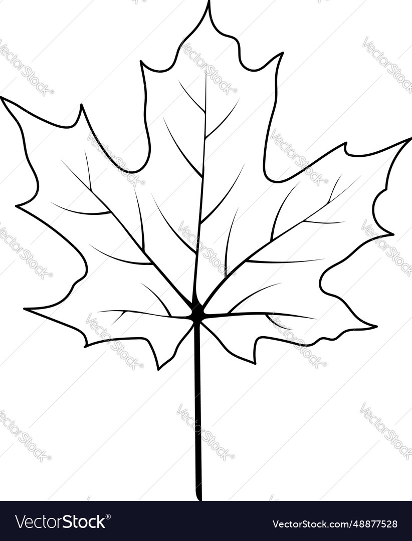 Autumn maple leaf Royalty Free Vector Image - VectorStock