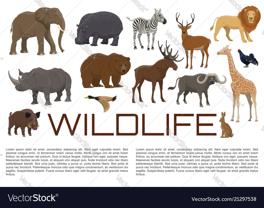 Wildlife poster of wild animals Royalty Free Vector Image