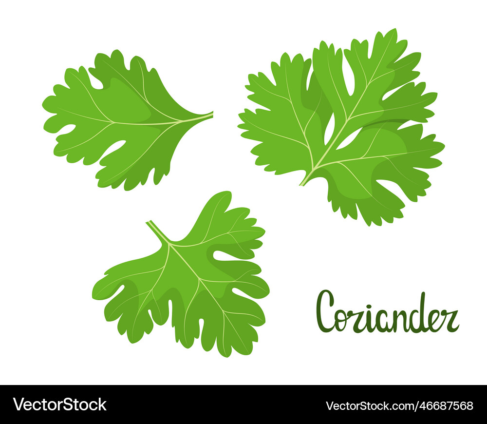 A set of coriander leaves Royalty Free Vector Image