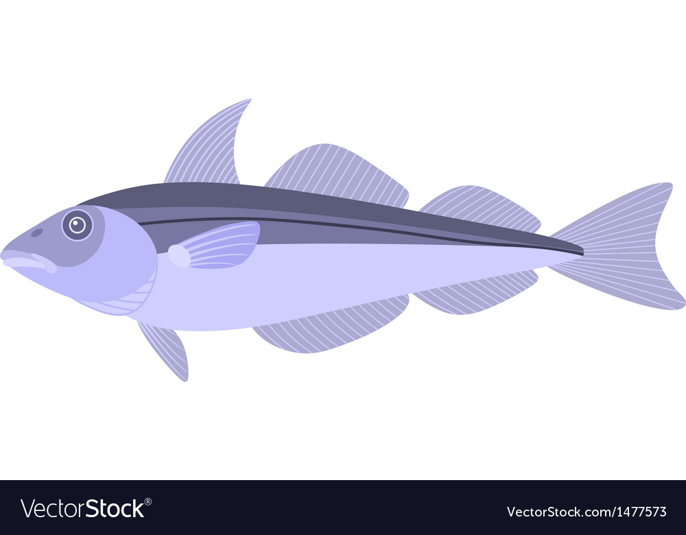 Haddock Royalty Free Vector Image - VectorStock